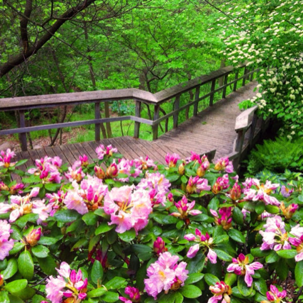 Azalea | Project Noah