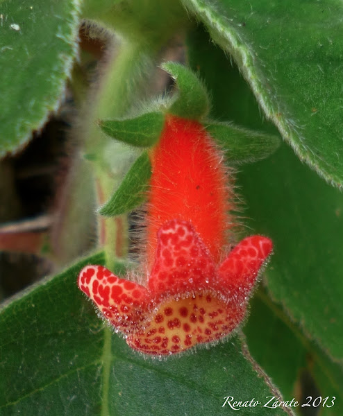 Tiny Red Tubular Wildflower | Project Noah