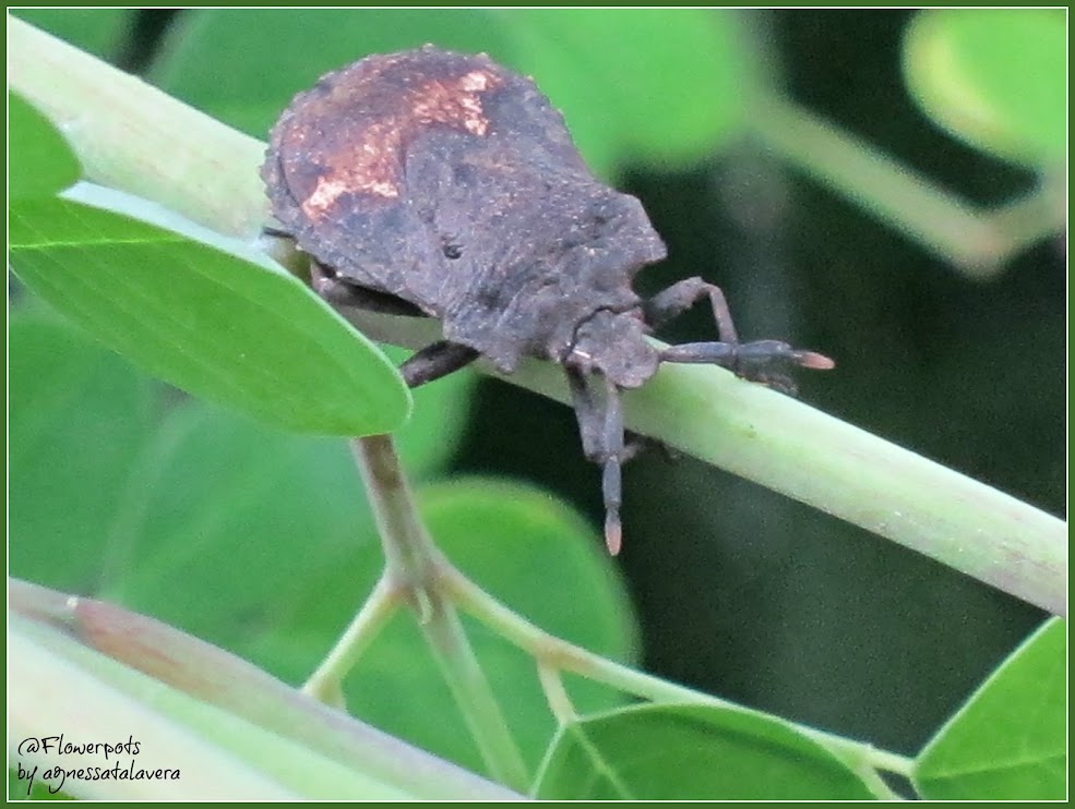 Redirecting to https://projectnoah.org/spotting/231492