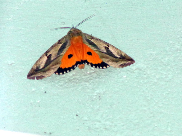 Fruit Sucking Moth | Project Noah