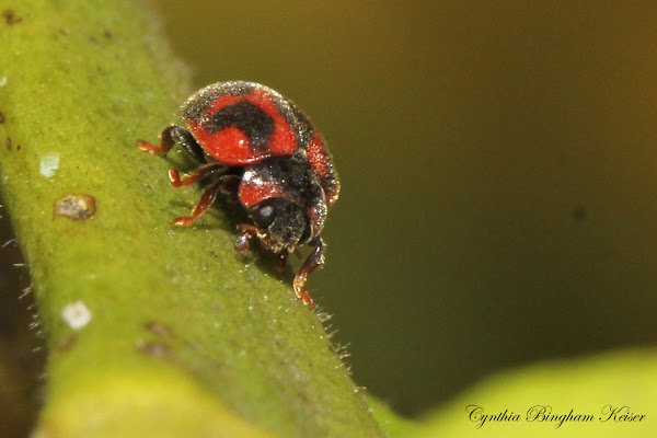 Vedalia Beetle | Project Noah