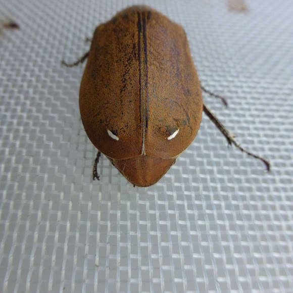 Sugar Cane White Grub | Project Noah