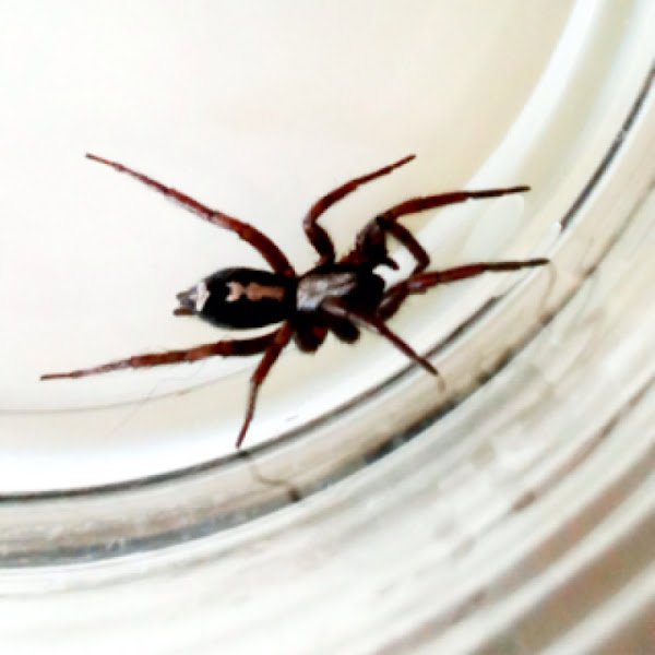 Eastern parson spider | Project Noah