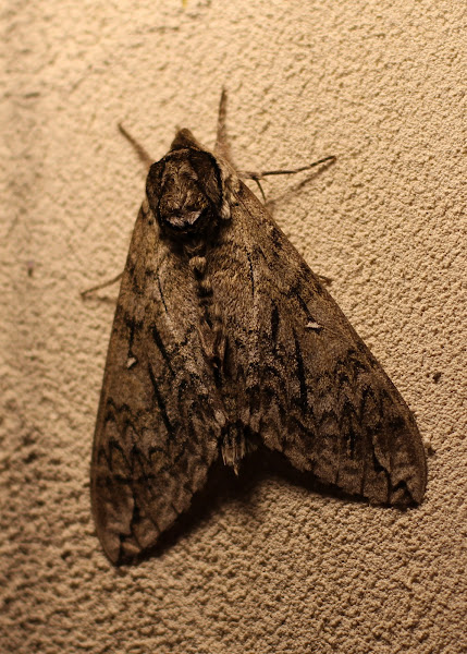 Waved Sphinx | Project Noah