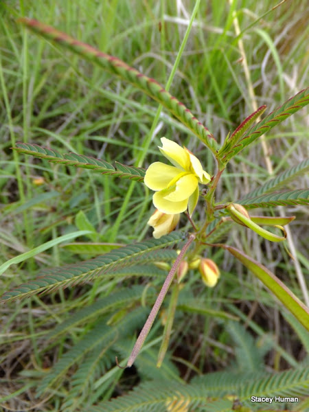 Trailing Dwarf Cassia | Project Noah