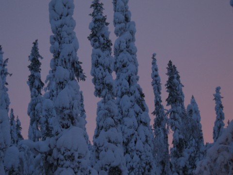 Pencil Pine Trees | Project Noah