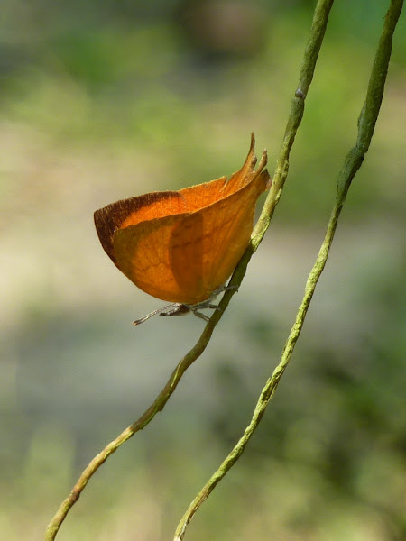 Yamfly | Project Noah