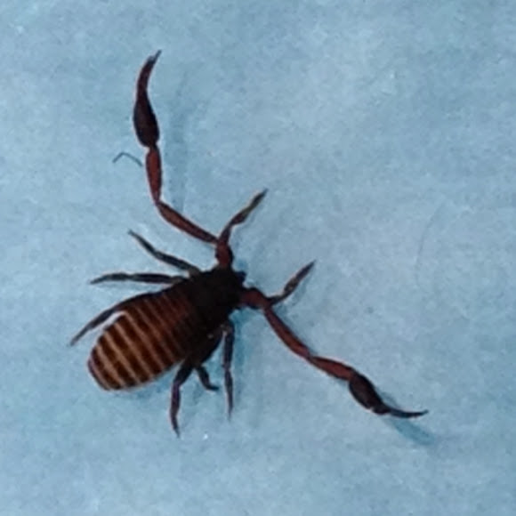 Pseudoscorpion | Project Noah