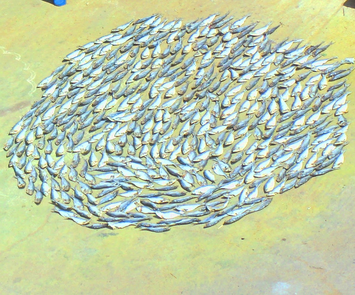 Meen fish (mathi) | Project Noah