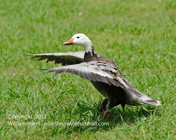 Blue Goose | Project Noah