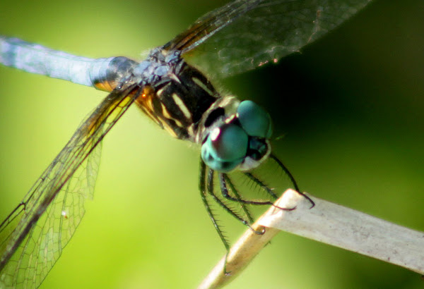 Blue Dasher Dragonfly (male) | Project Noah
