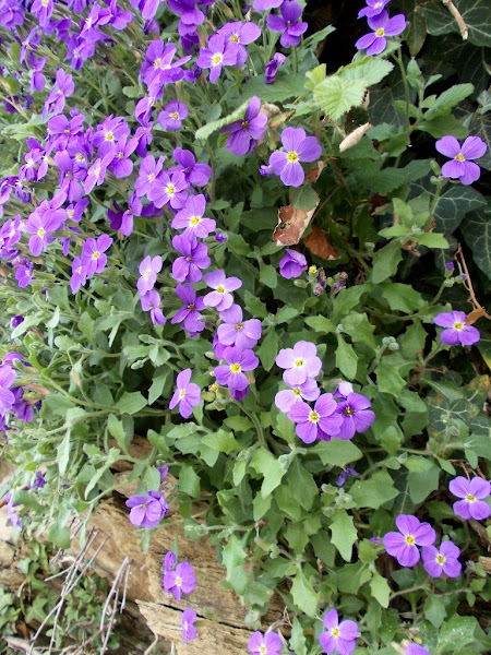 Purple rock cress (Aoυμπριέτα) | Project Noah