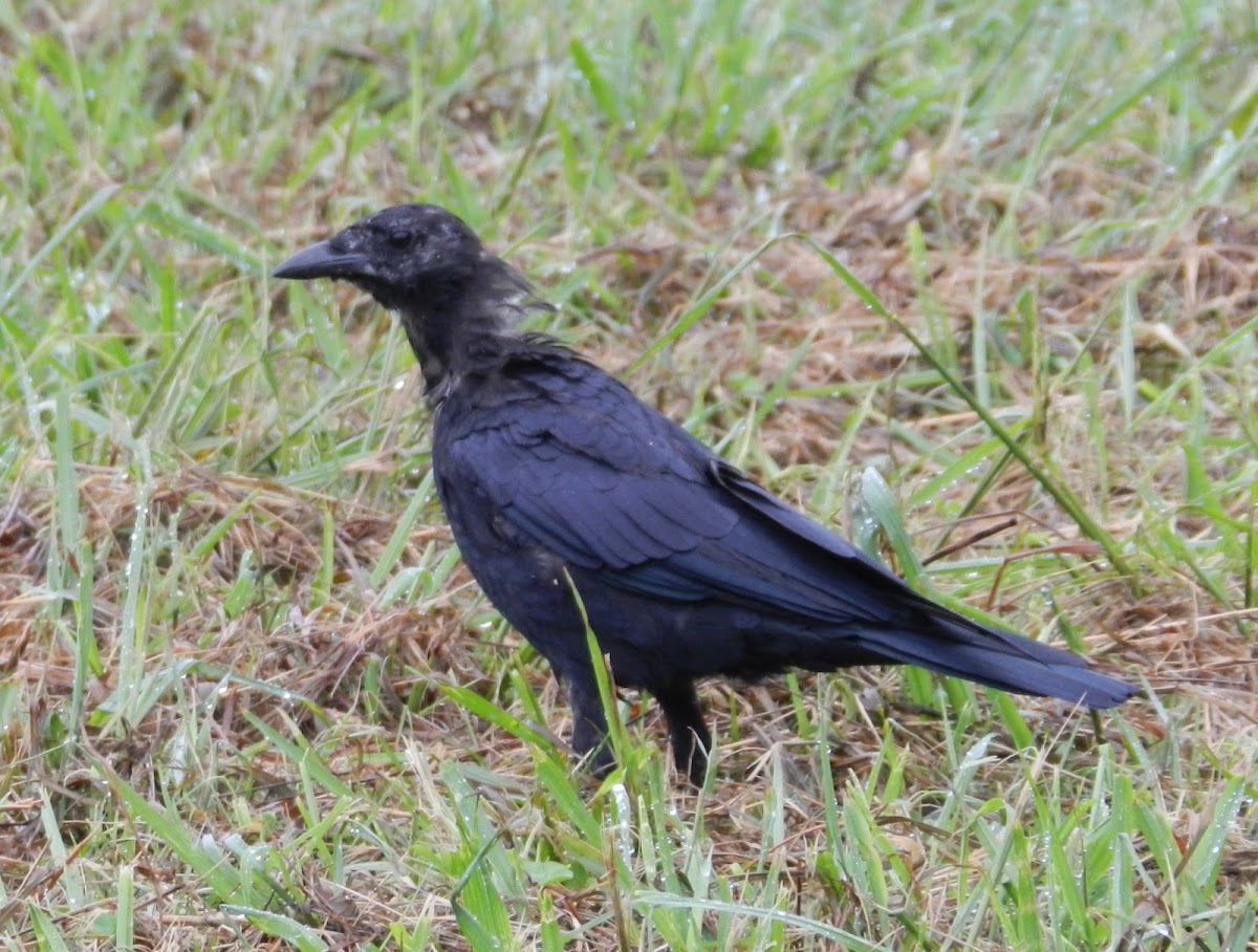 American Crow | Project Noah