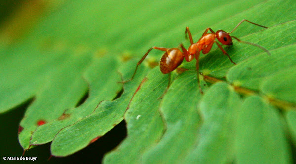 Field ant | Project Noah