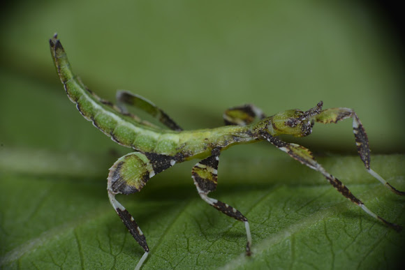 Leaf Insect, Phasmid - Nymph | Project Noah