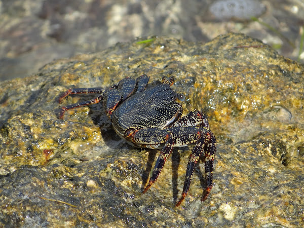 Thin-shelled rock crab | Project Noah