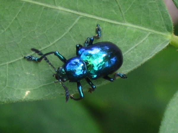 iridescent beetle | Project Noah