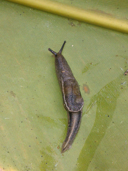 Yellow-Shelled Semi-Slug | Project Noah