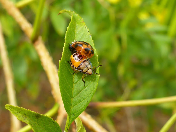 Stink Bug Nymph | Project Noah