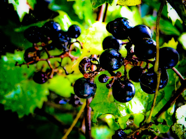 Wild Fox Grapes | Project Noah