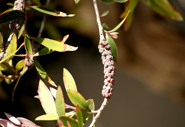 Fruit of a paperbark tree | Project Noah
