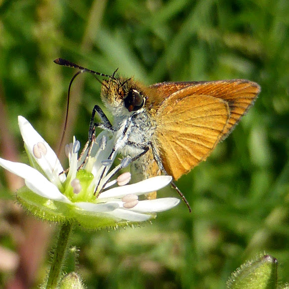 Least Skipper | Project Noah