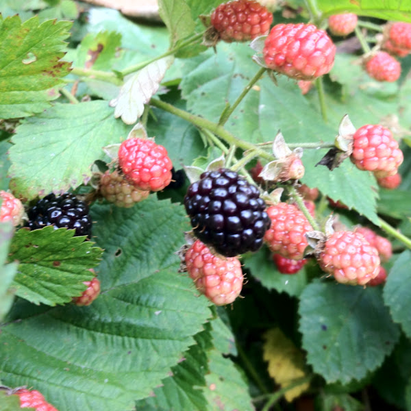 Blackberry | Project Noah