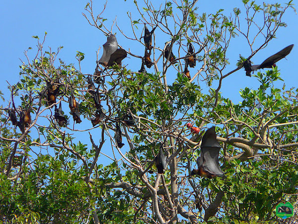 Small-island Flying Fox | Project Noah