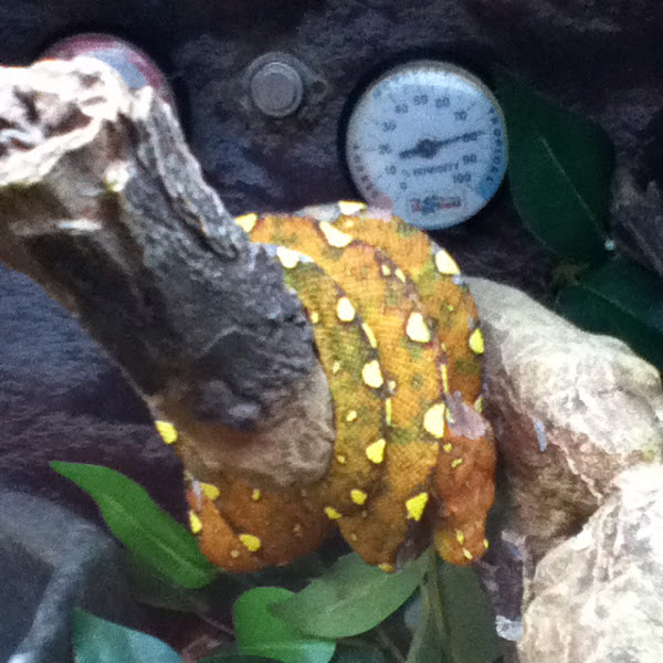 Amazon Emerald Tree Boa (Juvenile) | Project Noah