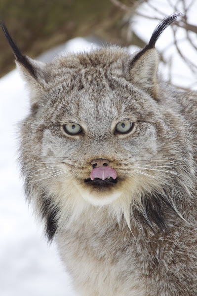 Canada Lynx | Project Noah