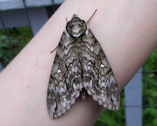 Waved Sphinx | Project Noah