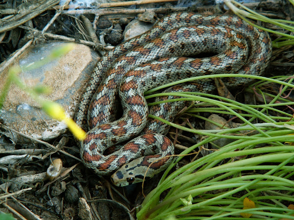Leopard Snake | Project Noah