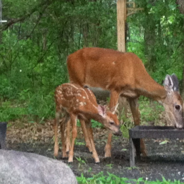 White-tailed deer | Project Noah
