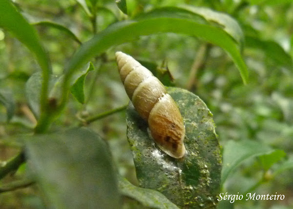 Snail | Project Noah