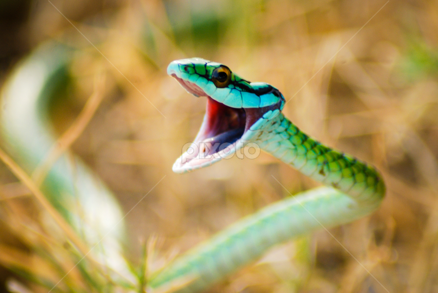 Parrot Snake Wallpaper