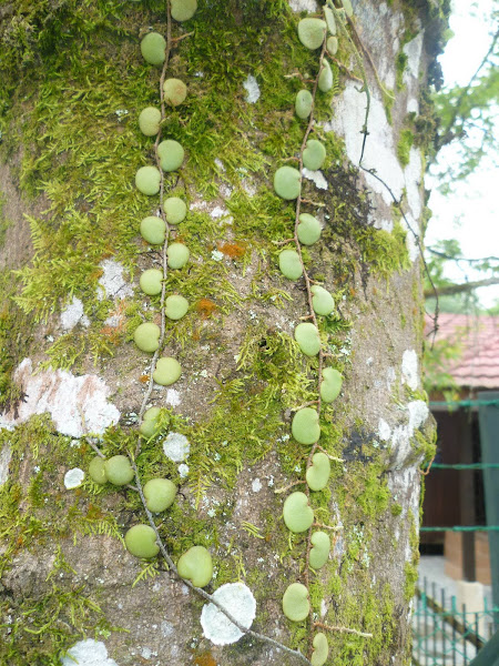 Dragon Scales | Project Noah