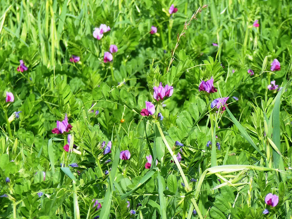 Spring Vetch | Project Noah