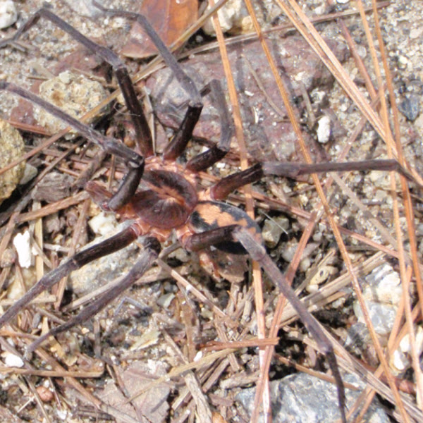 Araña lobo tropical, Tropical wolf spider, Tropical wandering spider ...