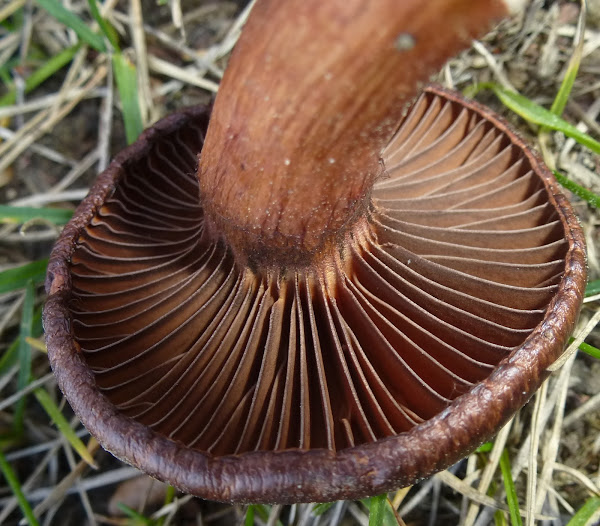 Pine Spike | Project Noah