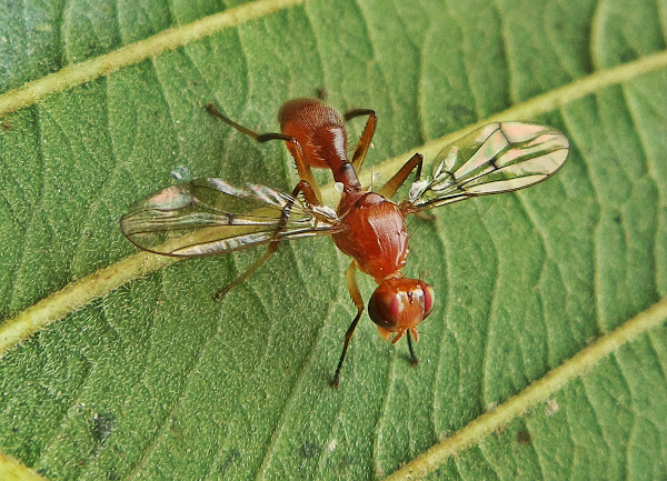 Ant mimic fly | Project Noah