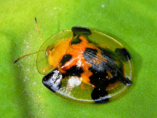 tortoise shell beetle | Project Noah