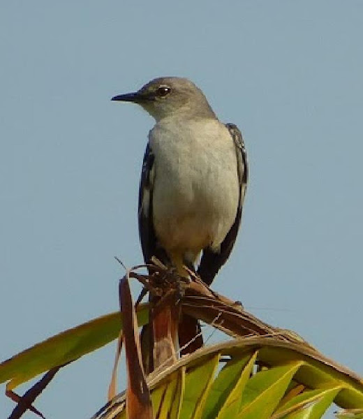 Bahama Mockingbird | Project Noah