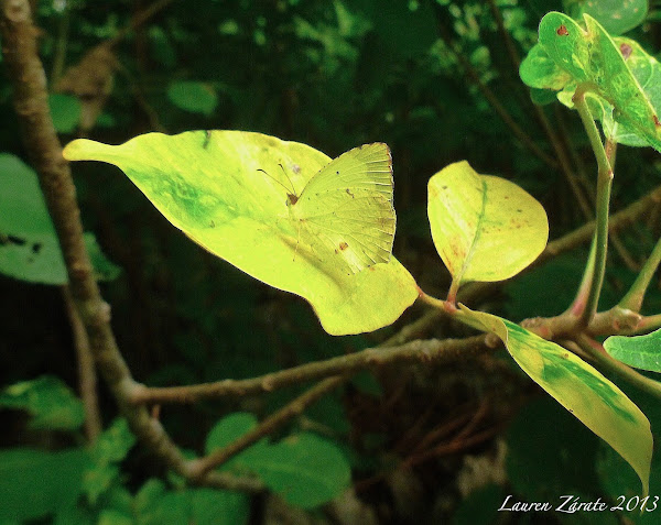 Pierid Butterfly | Project Noah