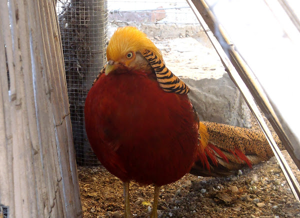 Golden Pheasant. Faisán dorado | Project Noah