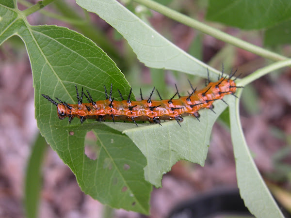 Gulf Fritillary larva | Project Noah