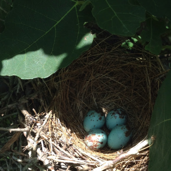 Northern mockingbird (eggs) | Project Noah