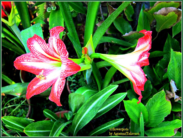 Amaryllis, Hippeastrum Cultivar | Project Noah