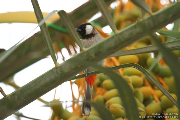 Hybrid bulbul? | Project Noah