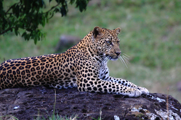 Leoprad | Project Noah