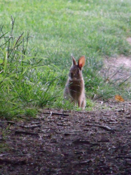 Eastern Cottontail Kit | Project Noah